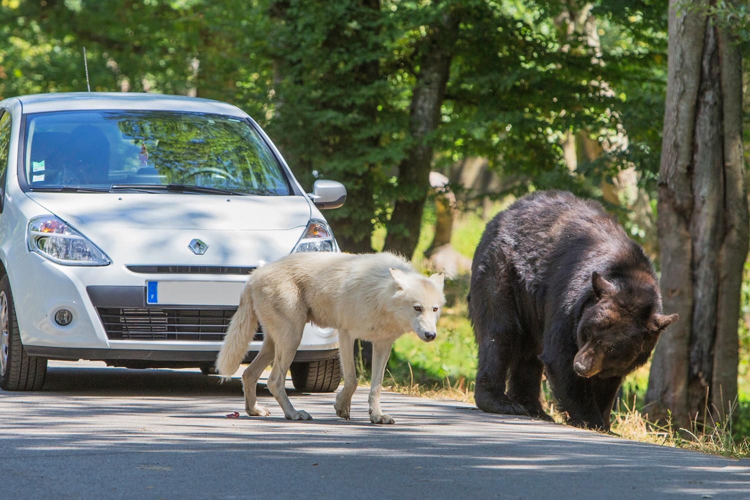 Visiter le Parc zoologique de Thoiry: avis, tarif 2025 & hôtels à proximité