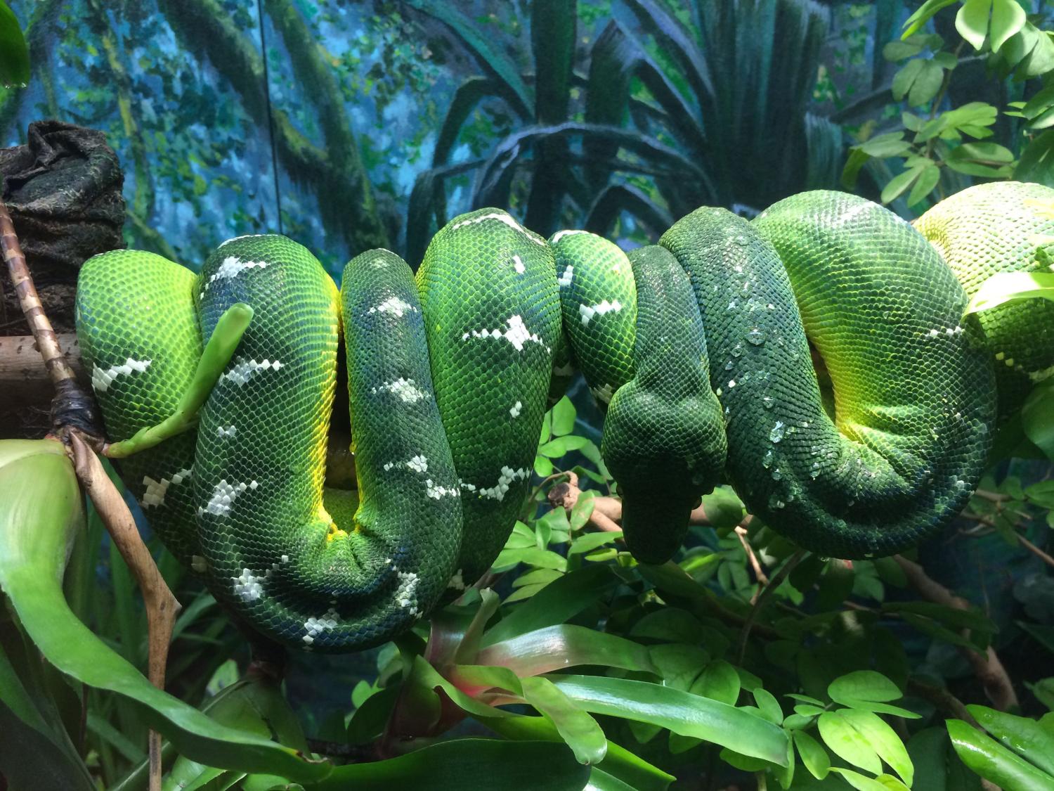 Visiter le Zoo de Toronto: avis & tarif 2025 | Guide Avygeo