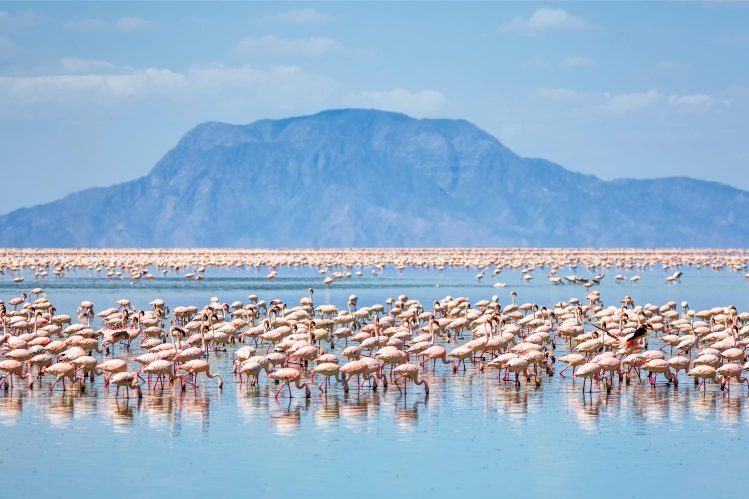 Lac Natron en Tanzanie : avis et tarif 2026 des safaris
